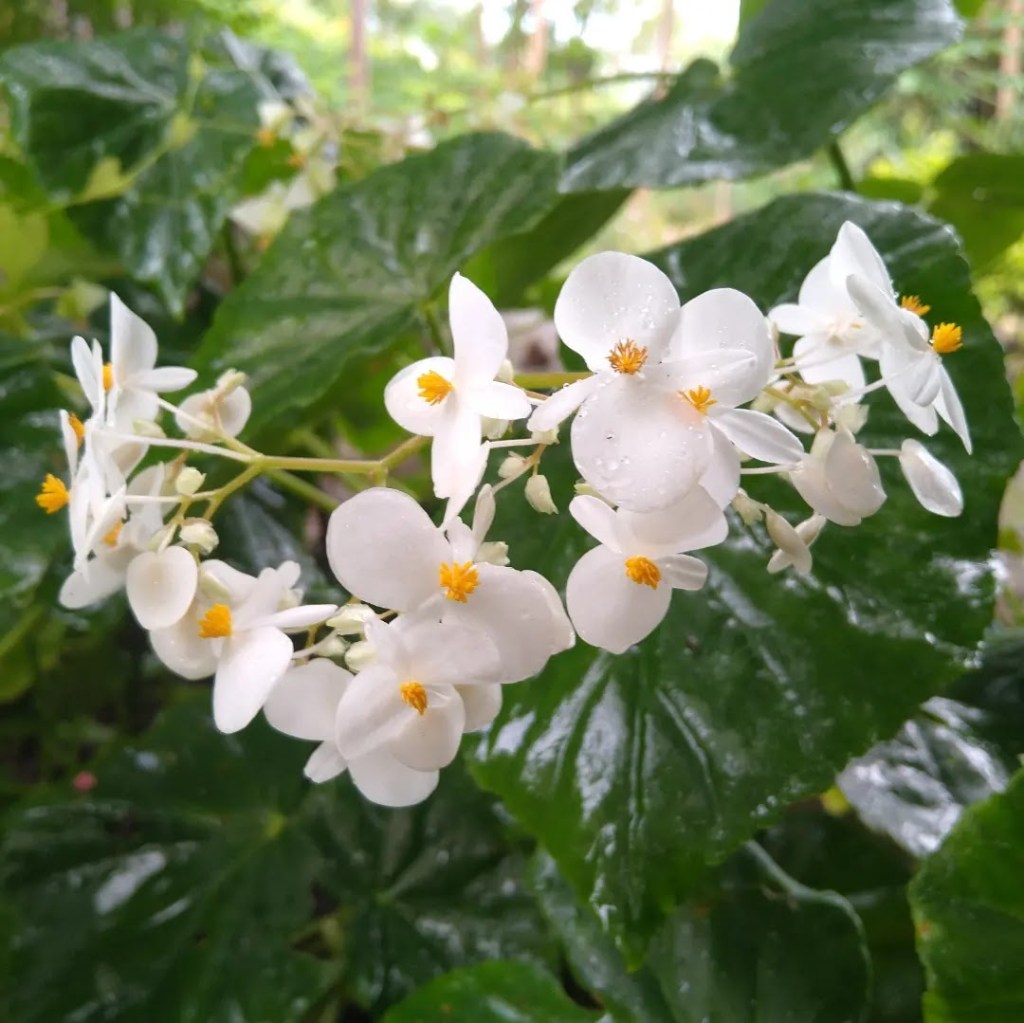 Andromeda Botanic Gardens – Celebrating 70 years of Andromeda