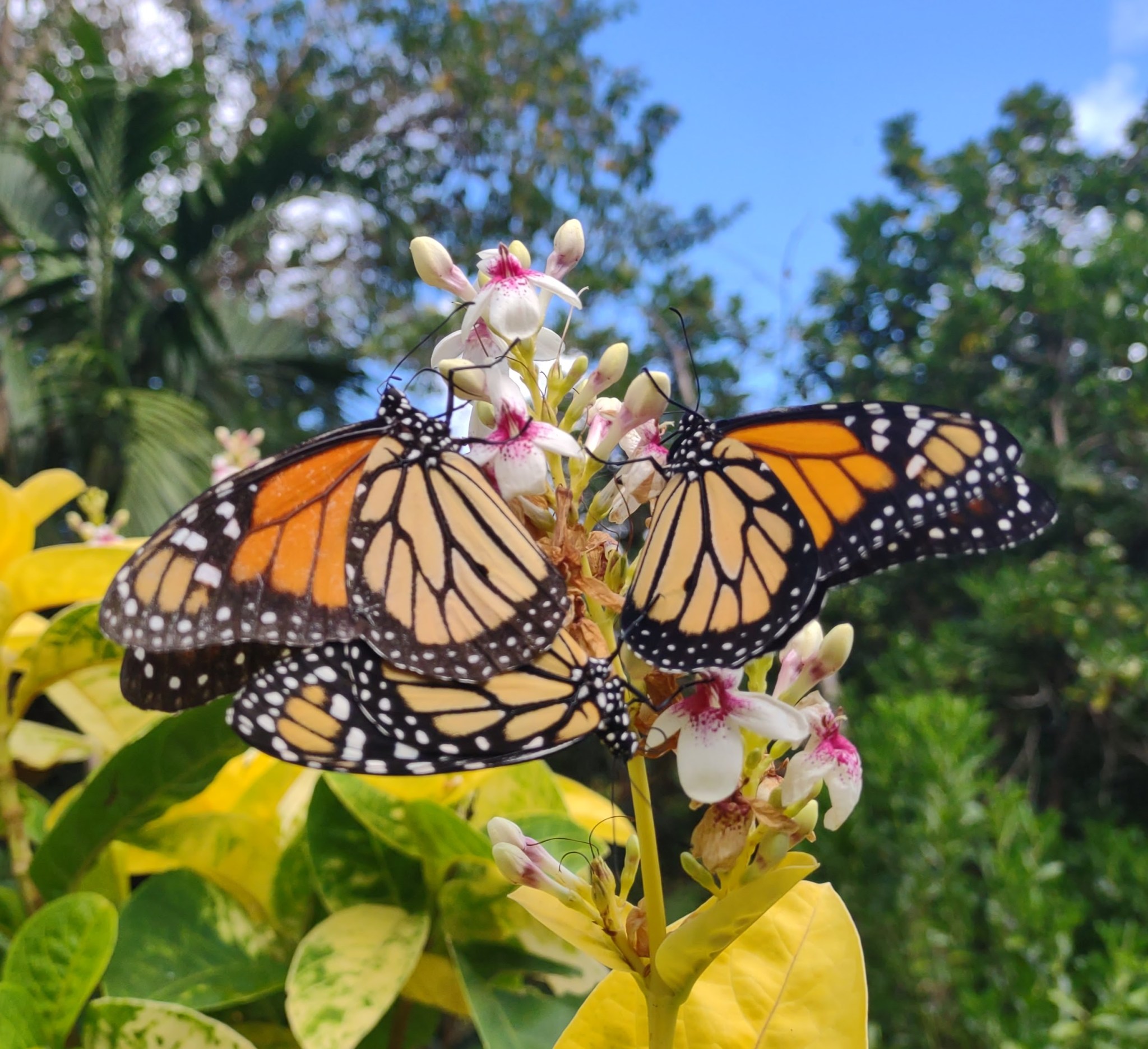 Andromeda Botanic Gardens – Celebrating 70 years of Andromeda