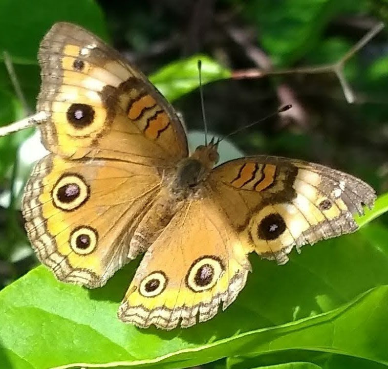 Butterflies – Andromeda Botanic Gardens