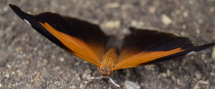Butterflies – Andromeda Botanic Gardens
