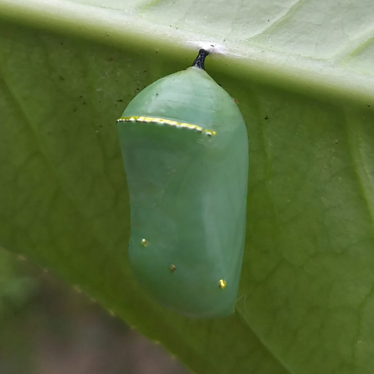 Butterflies – Andromeda Botanic Gardens